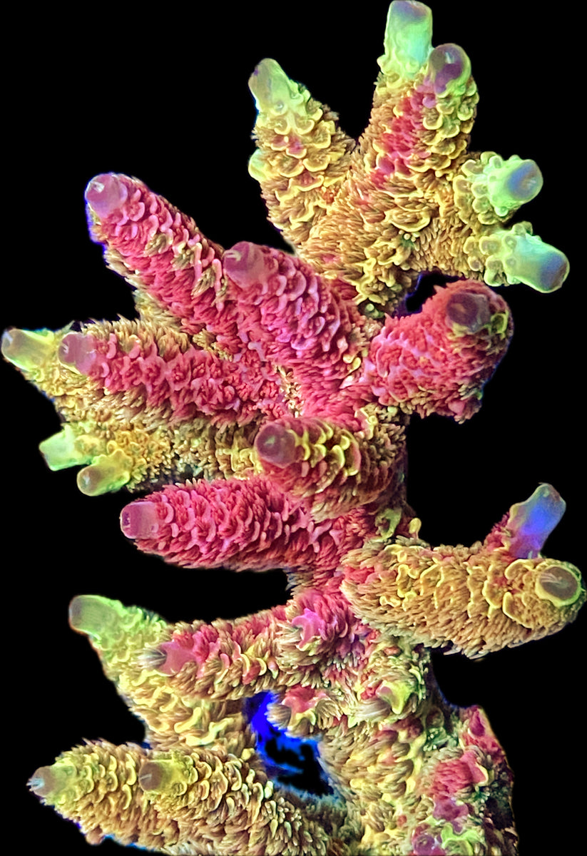 RRC Rainbow Splice – Carolinacoralheads