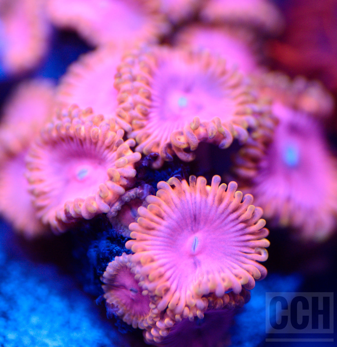 CornBread Pink Diamonds – Carolinacoralheads