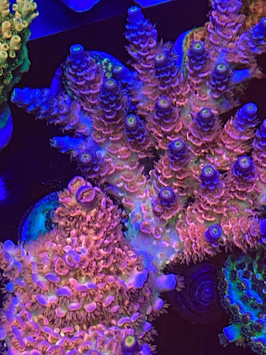 RR Rainbow Blossom – Carolinacoralheads