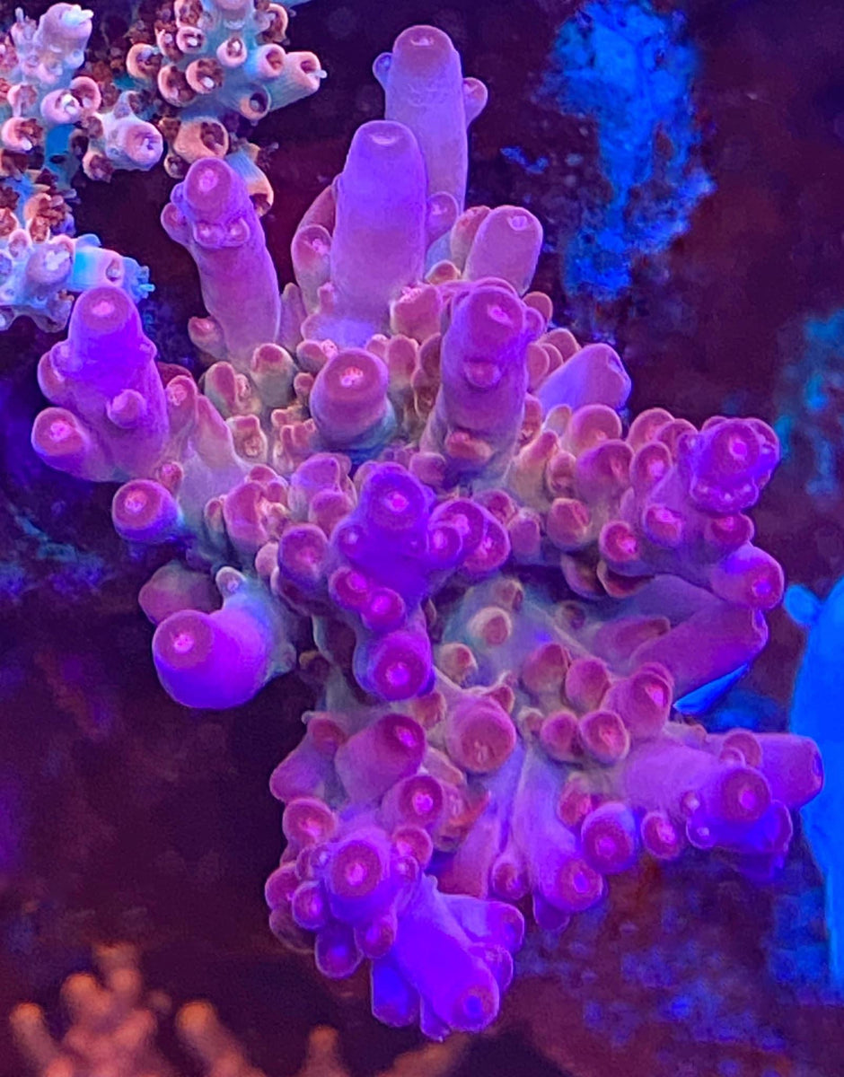 CCH G.I.L.F. Granny – Carolinacoralheads