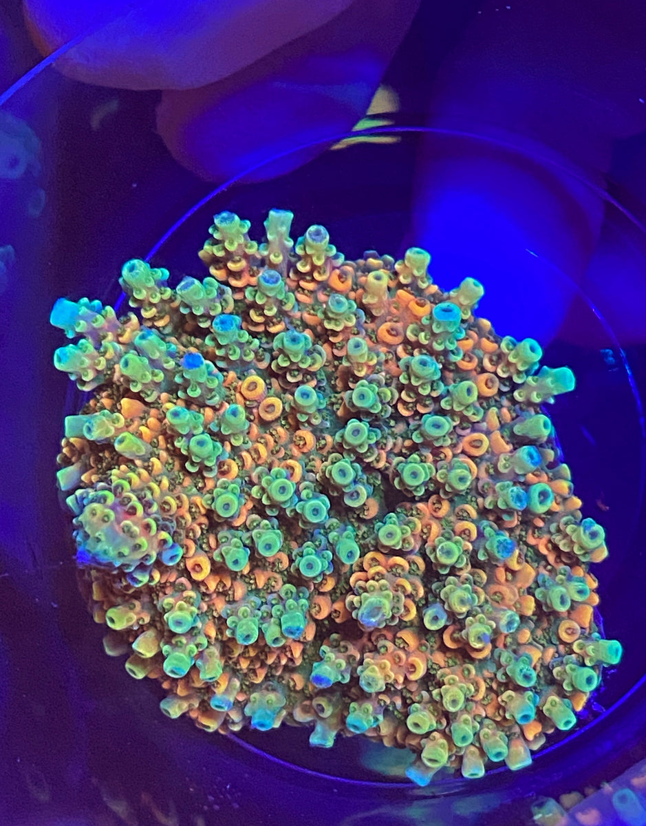 CCH Kinsey’s Electric Tabling Acro – Carolinacoralheads